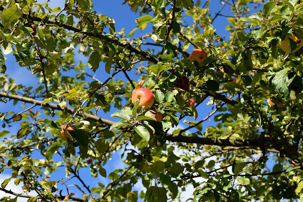 Free red apple images public | Free Photo - rawpixel