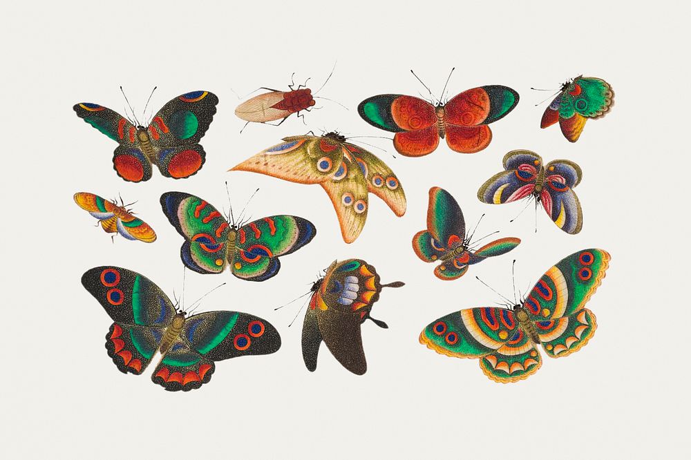 Chinese butterfly and insect painting | Free Photo Illustration - rawpixel