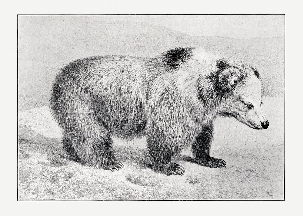 Vintage bear illustration. Digitally enhanced | Free Photo Illustration ...