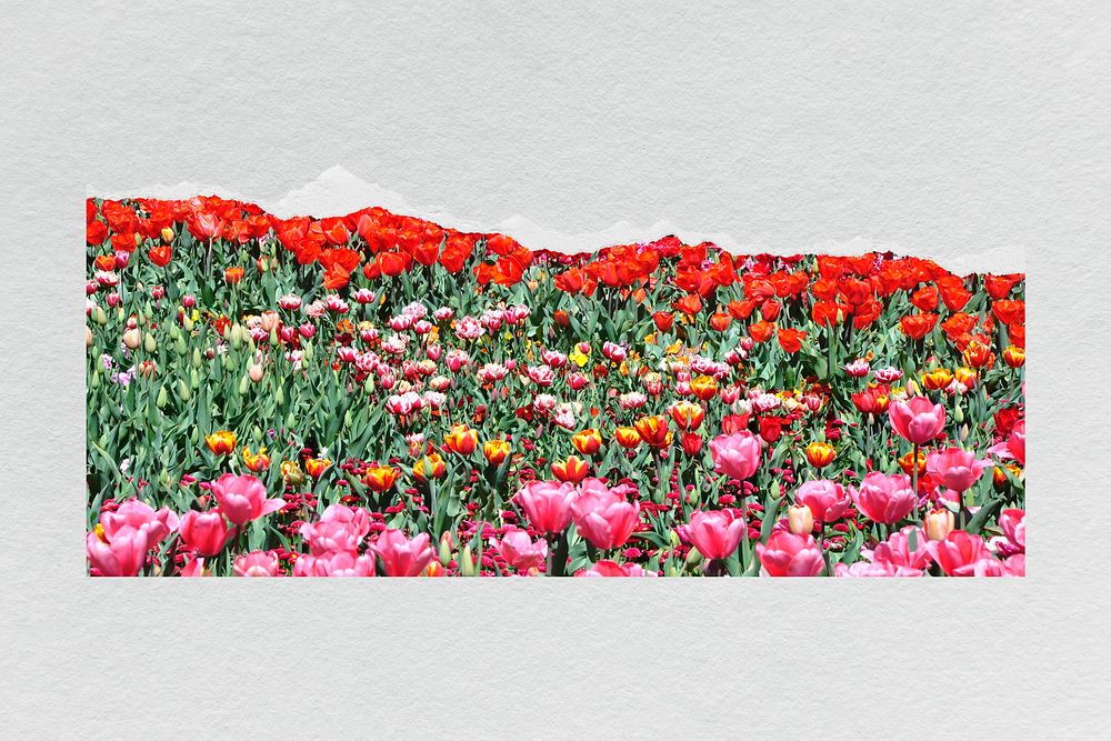 Colorful flower field border, | Premium PSD - rawpixel