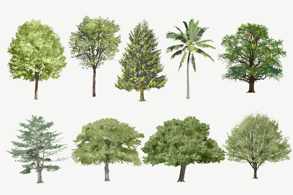 Tree illustration set, evergreen design | Vector - rawpixel