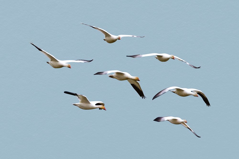 Flying birds, animal collage element | PSD - rawpixel