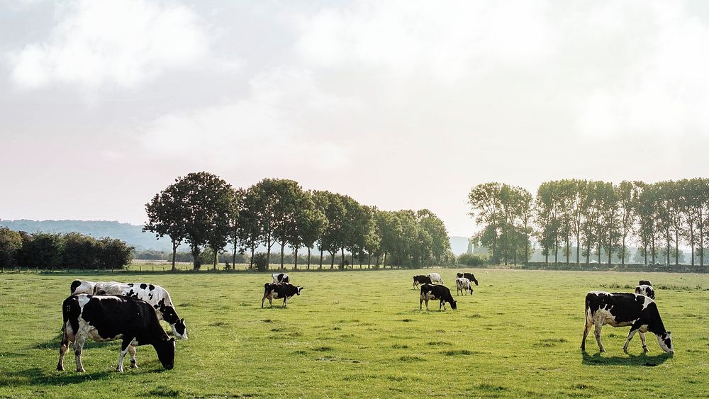 Farming desktop wallpaper, dairy cows | Free Photo - rawpixel