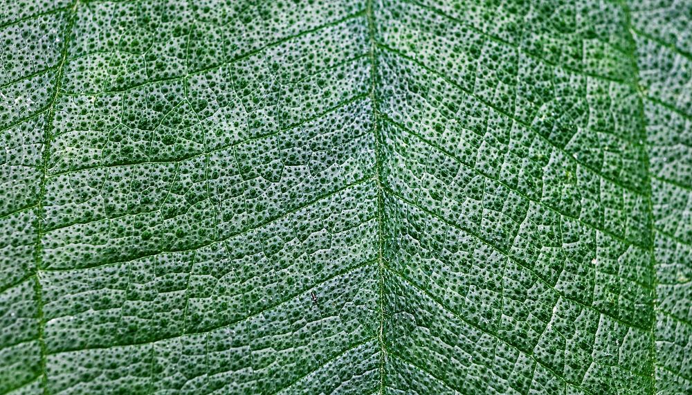 Leaf texture HD wallpaper, high | Free Photo - rawpixel