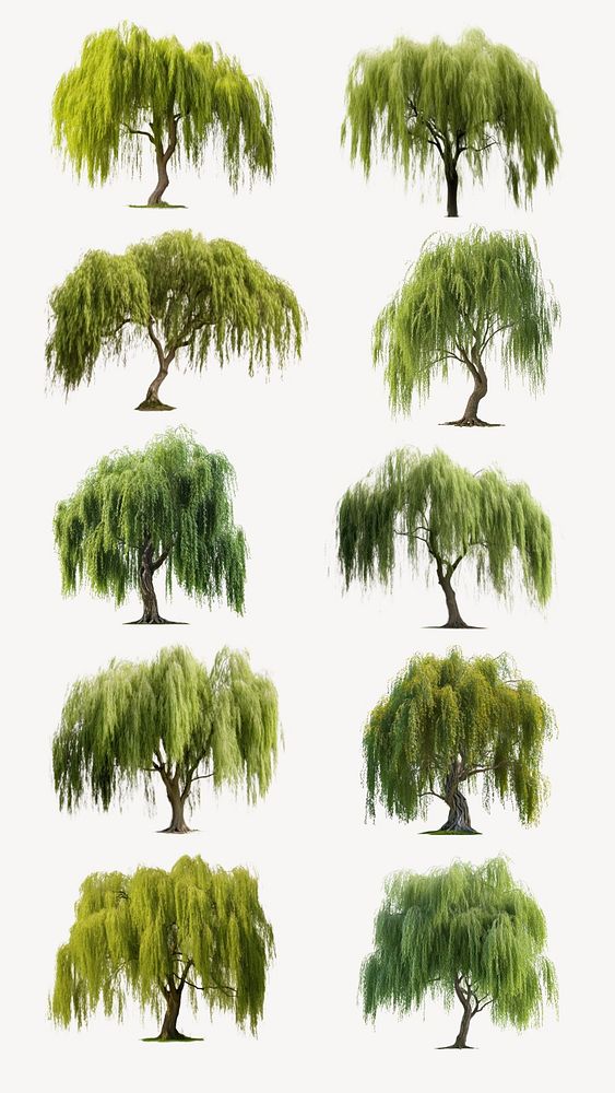 Editable willow trees set | Premium Editable Design - rawpixel