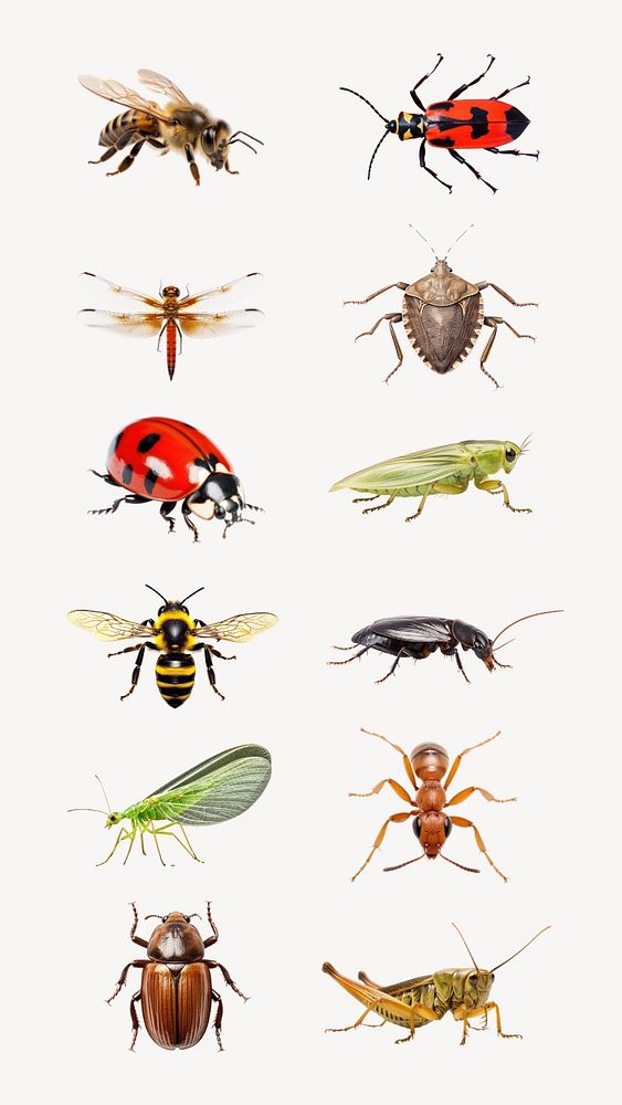 Animal insect element set, editable | Premium Editable Design - rawpixel