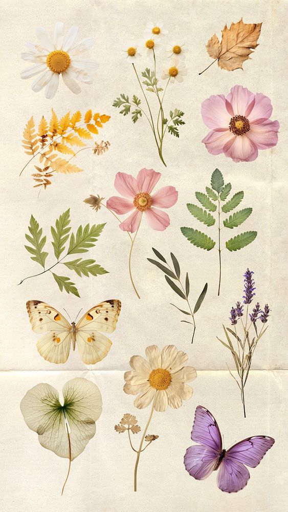 Dried flower set, editable design | Premium Editable Design - rawpixel