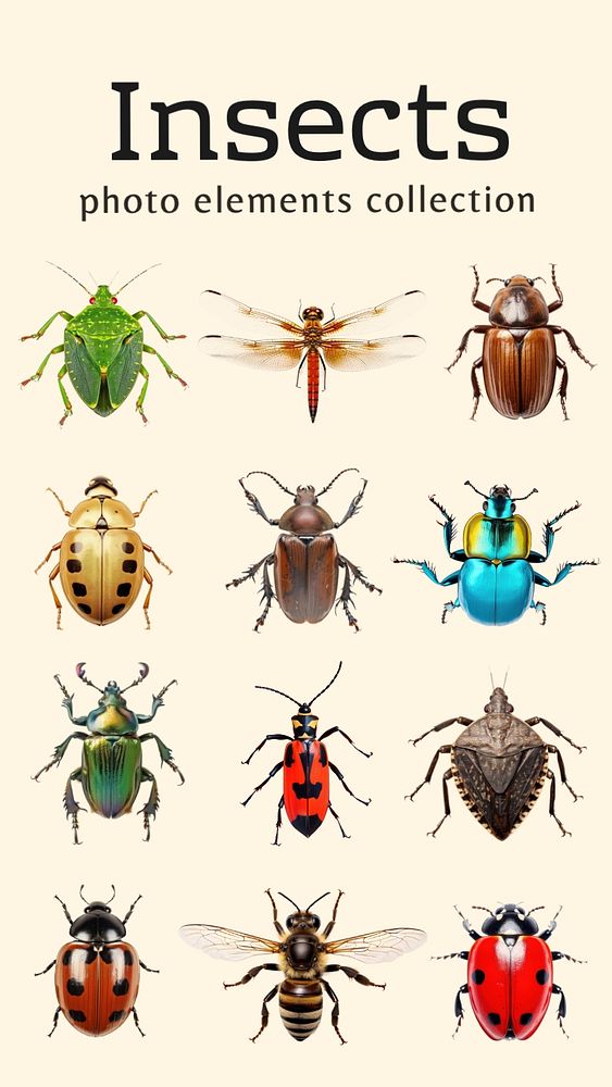 Insect set, editable design element | Premium Editable Design - rawpixel
