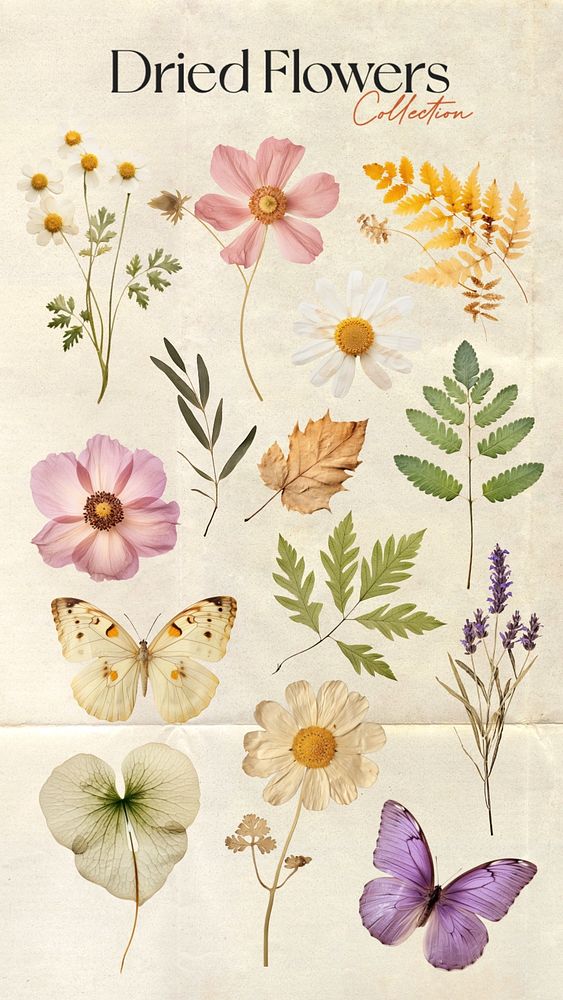 Dried flower set, editable design | Premium Editable Design - rawpixel