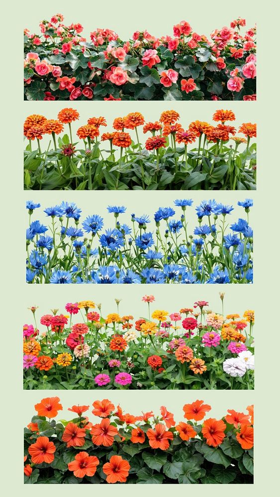 Summer flower border set, editable | Premium Editable Design - rawpixel