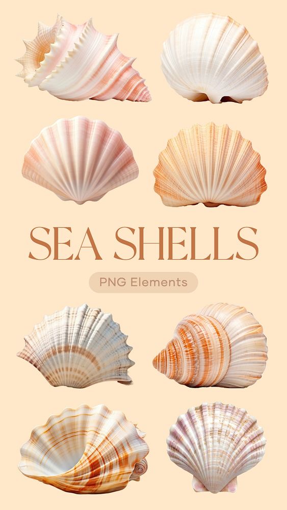 Shell Png Templates | Download Free Designs on rawpixel