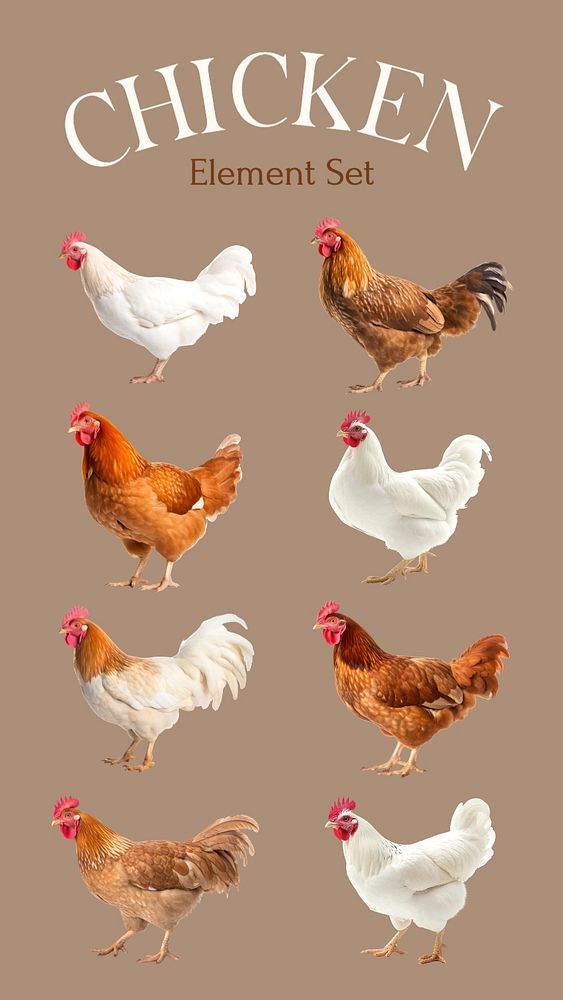 Editable chicken element set | Premium Editable Design - rawpixel