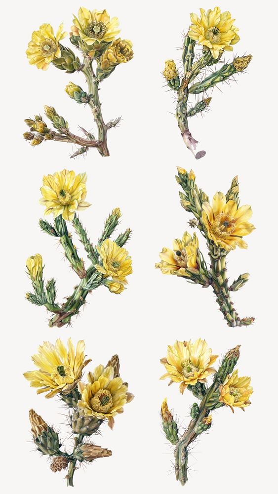 Editable Yellow cactus flower design | Premium Editable Design - rawpixel