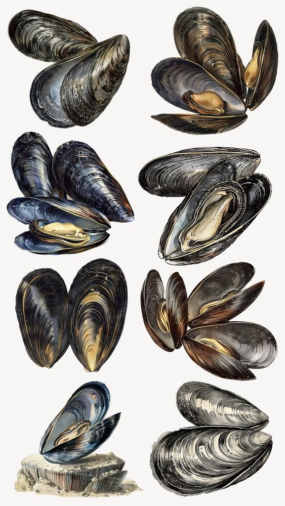 Editable vintage mussel illustration design | Premium Editable Design ...