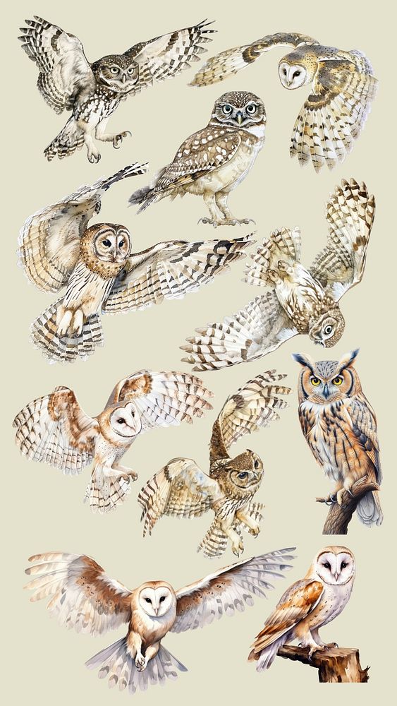 Editable owl design element set | Premium Editable Design - rawpixel