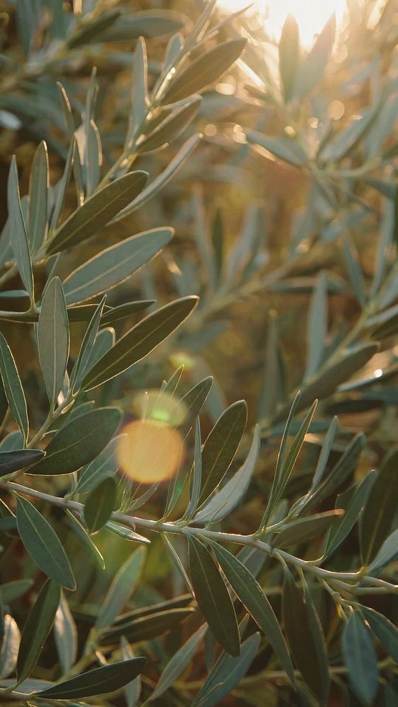 Close-up video sunlit olive branches | Free Video - rawpixel