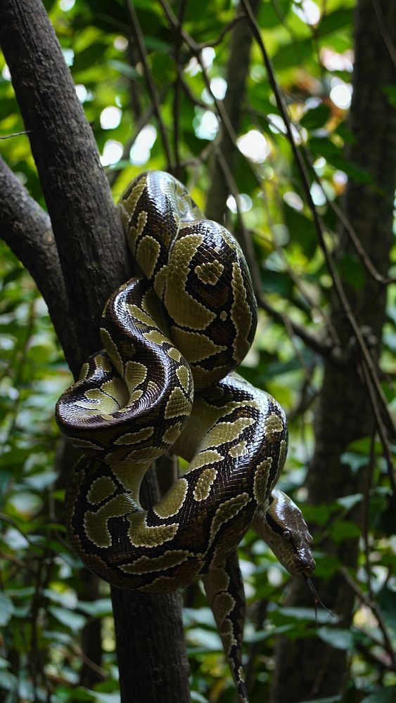 Close-up video python coiled tree | Free Video - rawpixel