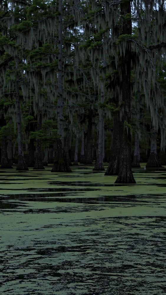 Eerie swamp scene towering trees | Free Video - rawpixel