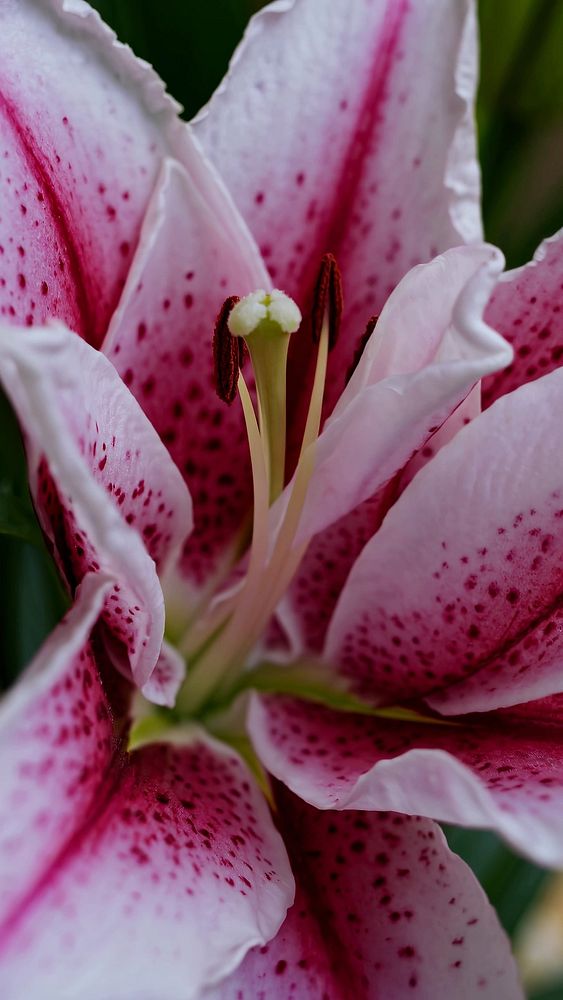 Just+a++a+ Background Flower Images | Download Free Design Resources on ...