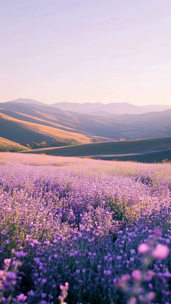 Lavender 4K Stock Videos & GIFs | Download Free on rawpixel
