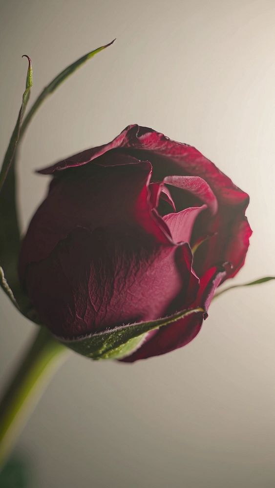 Romantic Motion Graphics Live Wallpaper 4K Stock Videos & GIFs ...