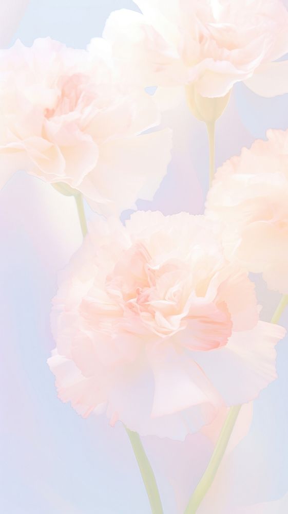 Blurred gradient Carnation carnation blossom | Free Photo Illustration ...