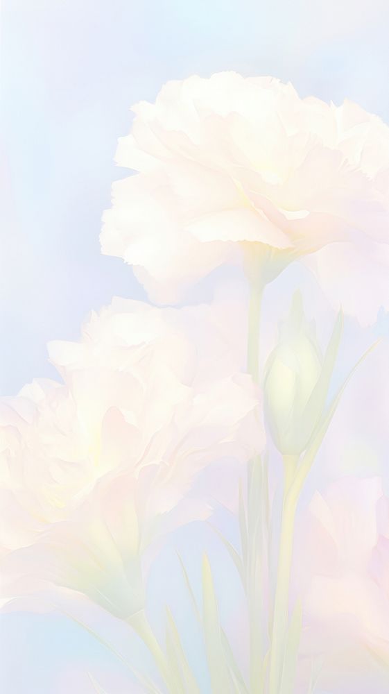 Blurred gradient Carnation carnation blossom | Free Photo Illustration ...