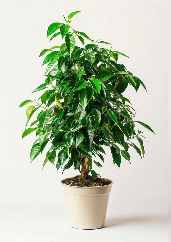 Photo Ficus benjamina pot planter | Free Photo - rawpixel