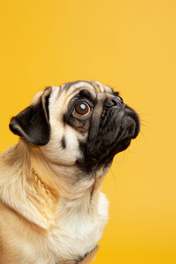 Pug side portrait animal canine | Free Photo - rawpixel