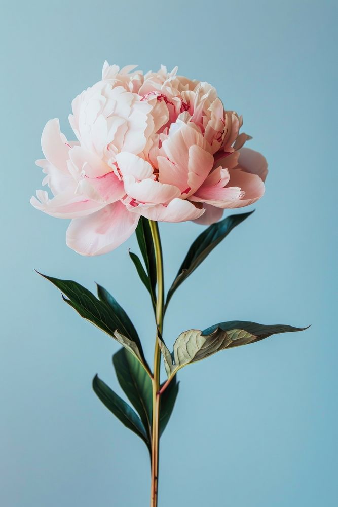 Peony light blue background peony | Premium Photo - rawpixel