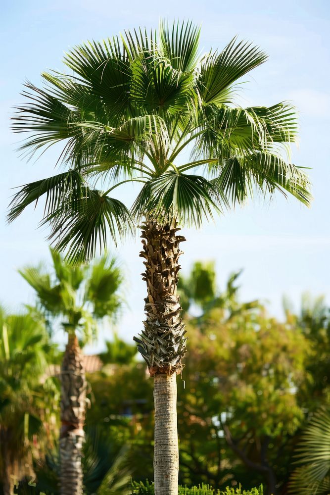 Palm tree vegetation arecaceae plant. | Free Photo - rawpixel