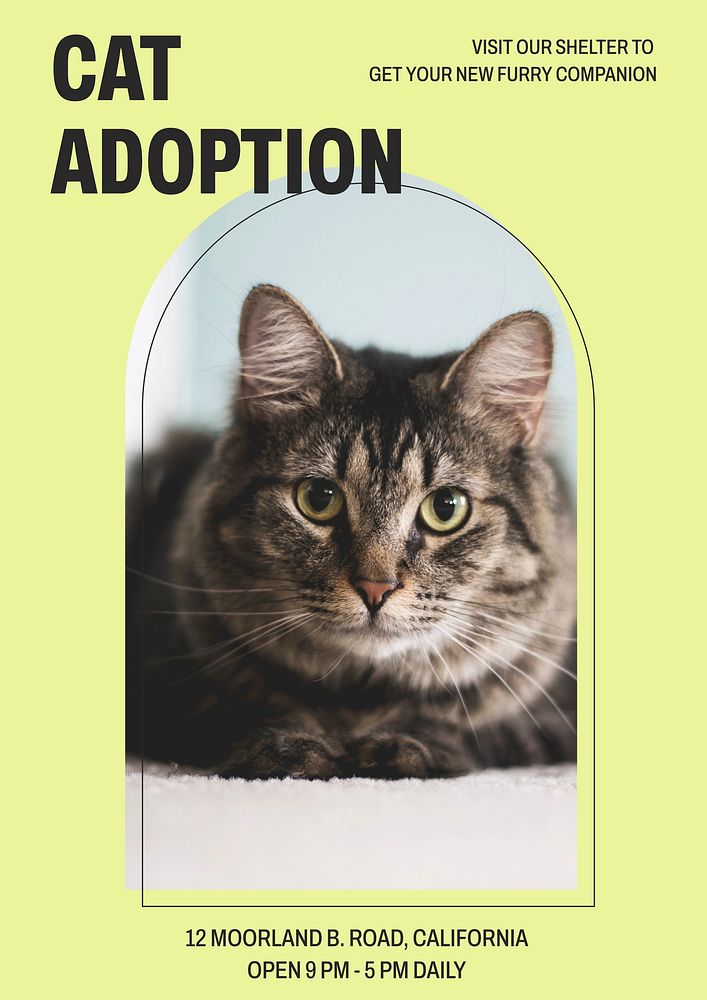 Cat adoption poster template | Free Photo - rawpixel