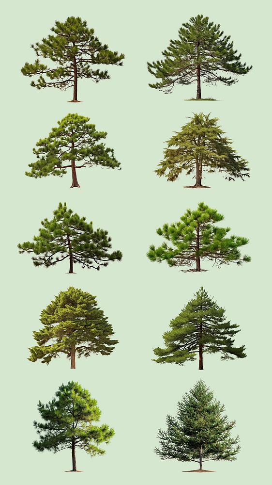 Pine tree element set | Premium Photo - rawpixel