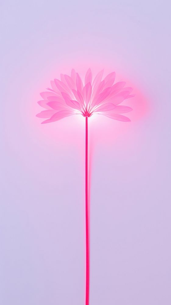 Pastel neon pink flower light | Free Photo Illustration - rawpixel