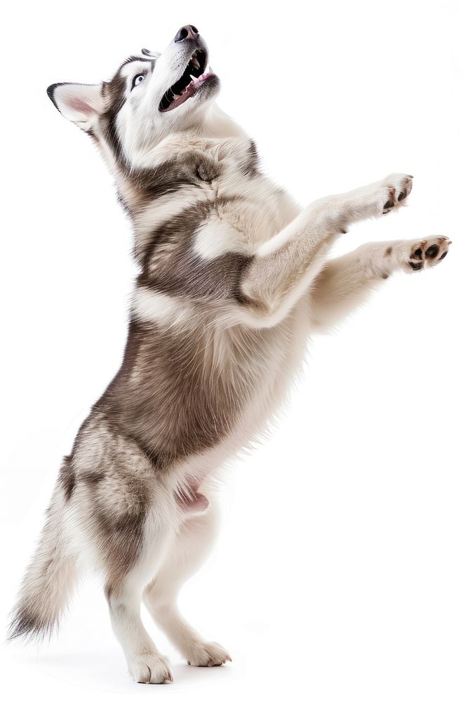 Playful husky dog standing upright | Free Photo - rawpixel