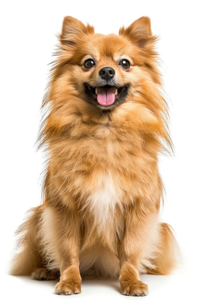 Happy fluffy brown dog portrait | Free Photo - rawpixel