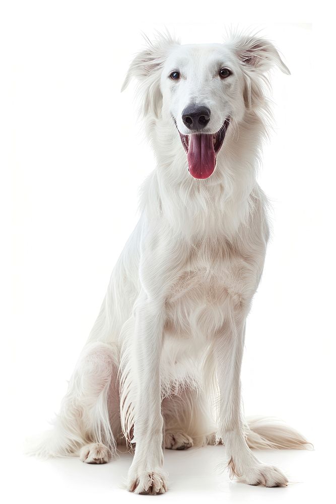 Elegant white dog portrait | Free Photo - rawpixel