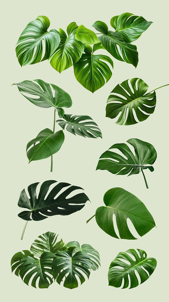 Monstera leaf element set | Free Photo - rawpixel
