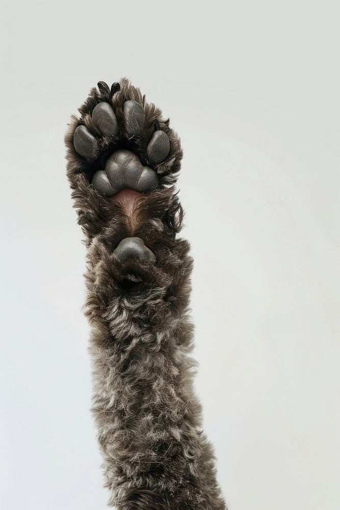 Furry dog paw raised high | Free Photo - rawpixel