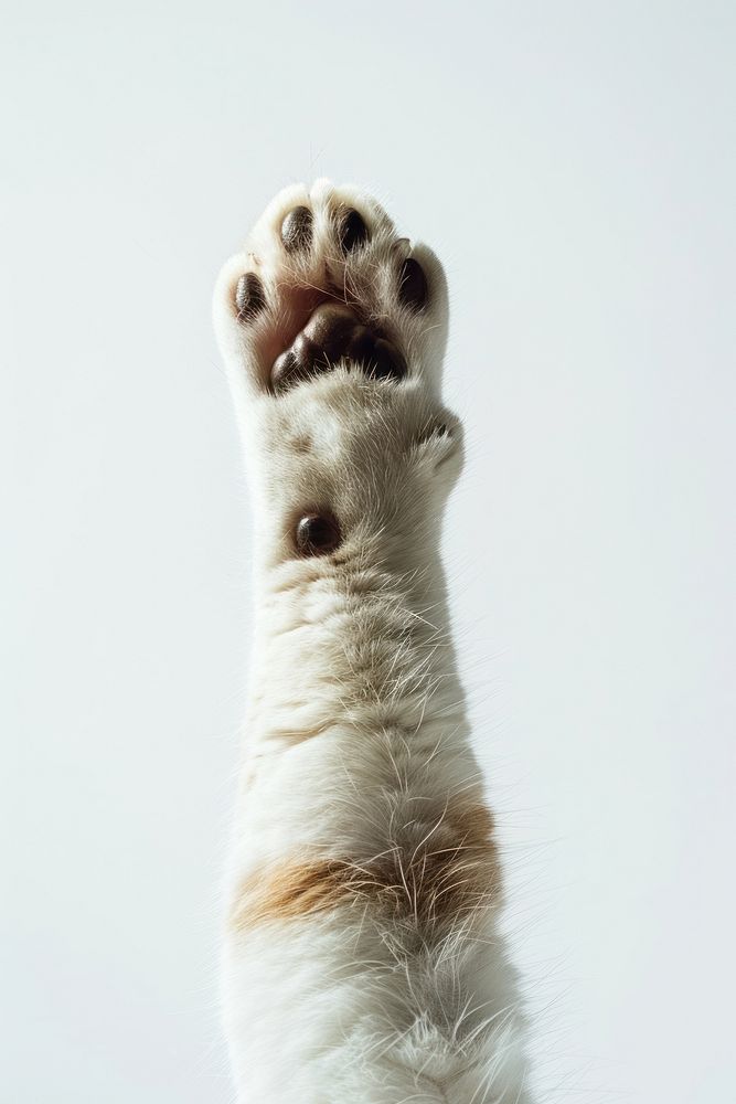 Cat paw raised upward | Free Photo - rawpixel