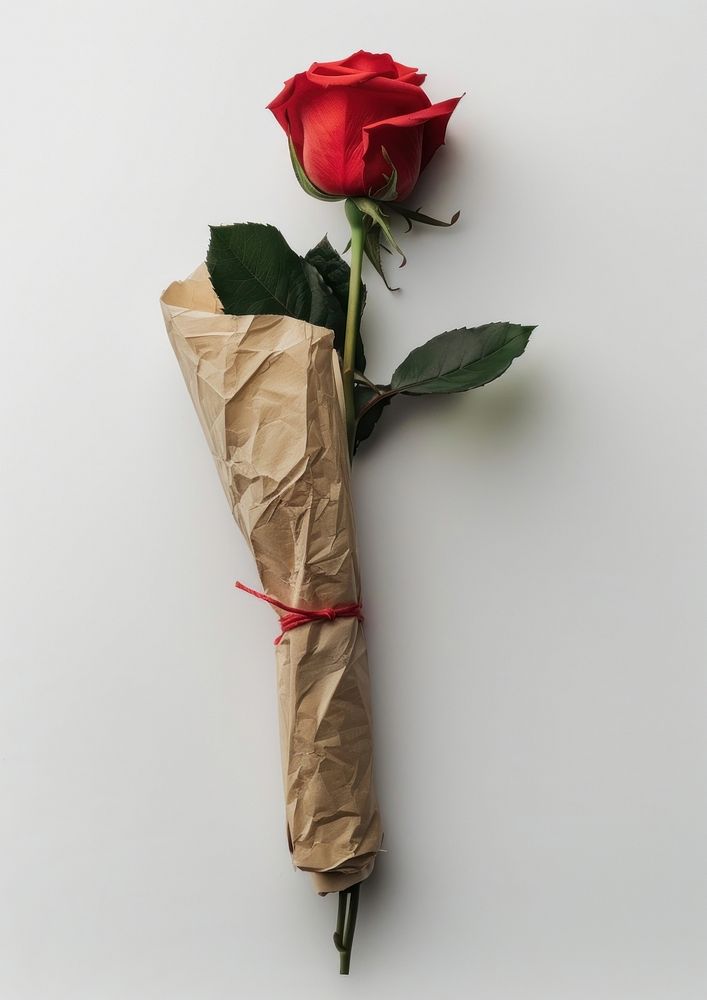 Single red rose wrapped beautifully | Free Photo - rawpixel