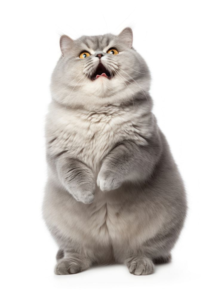 Fluffy cat standing upright adorably | Premium Photo - rawpixel