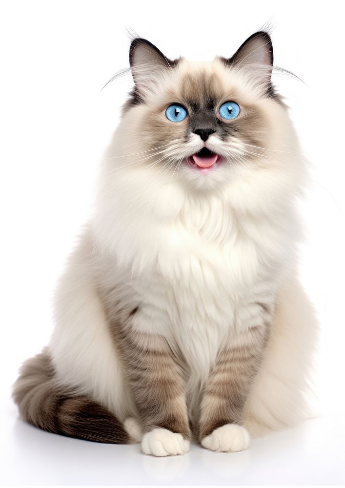 Ragdoll cat angora animal. | Free Photo - rawpixel