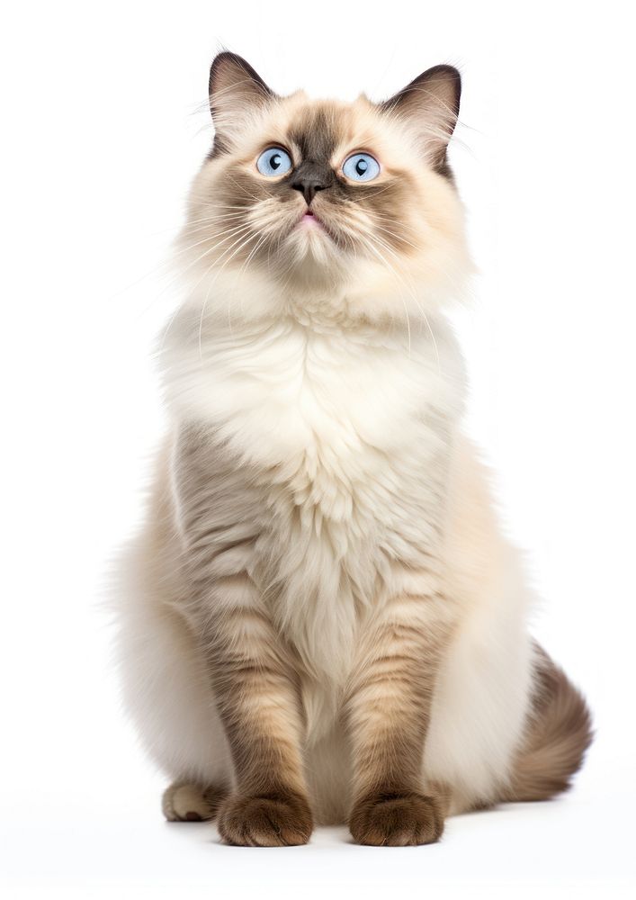 Fluffy blue-eyed Ragdoll cat | Free Photo - rawpixel