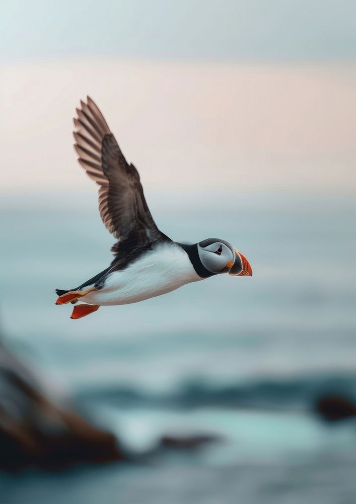 Puffin flying over ocean waves | Free Photo - rawpixel