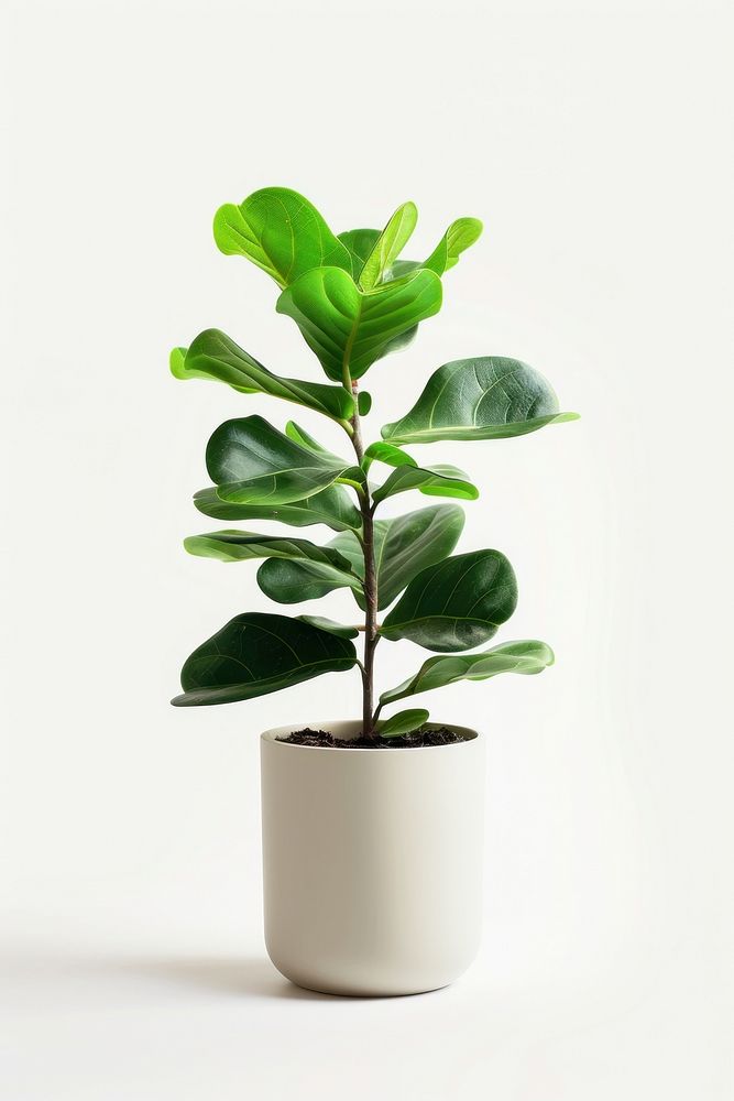 Vibrant indoor potted fiddle-leaf | Free Photo - rawpixel