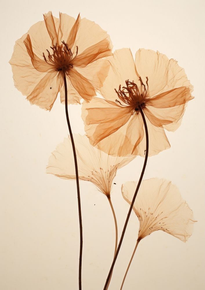 Delicate translucent dried flowers | Free Photo - rawpixel