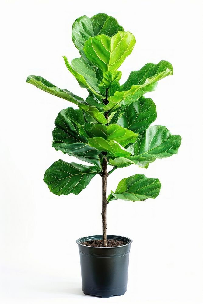 Vibrant indoor fiddle leaf fig | Free Photo - rawpixel
