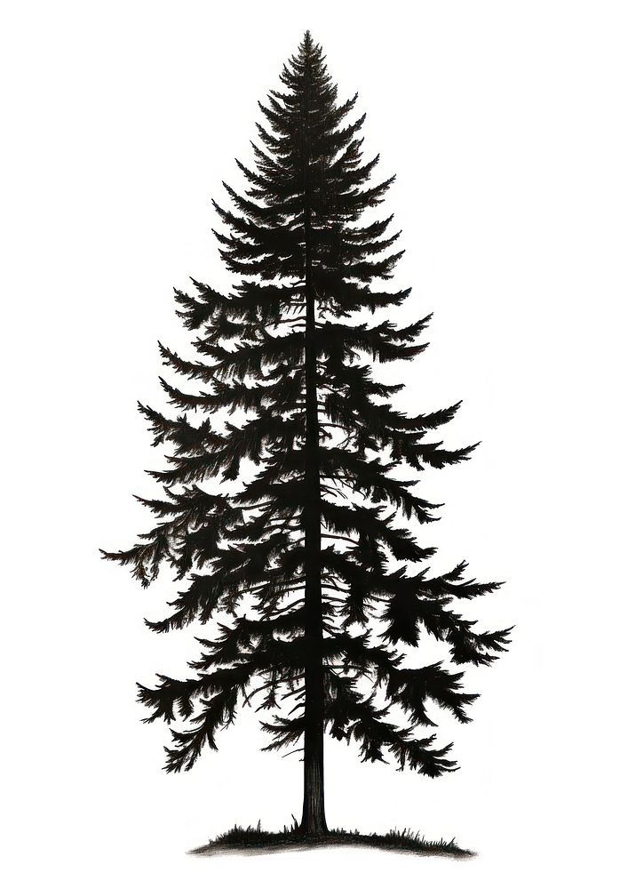 Spruce tree silhouette clip art | Free Photo Illustration - rawpixel
