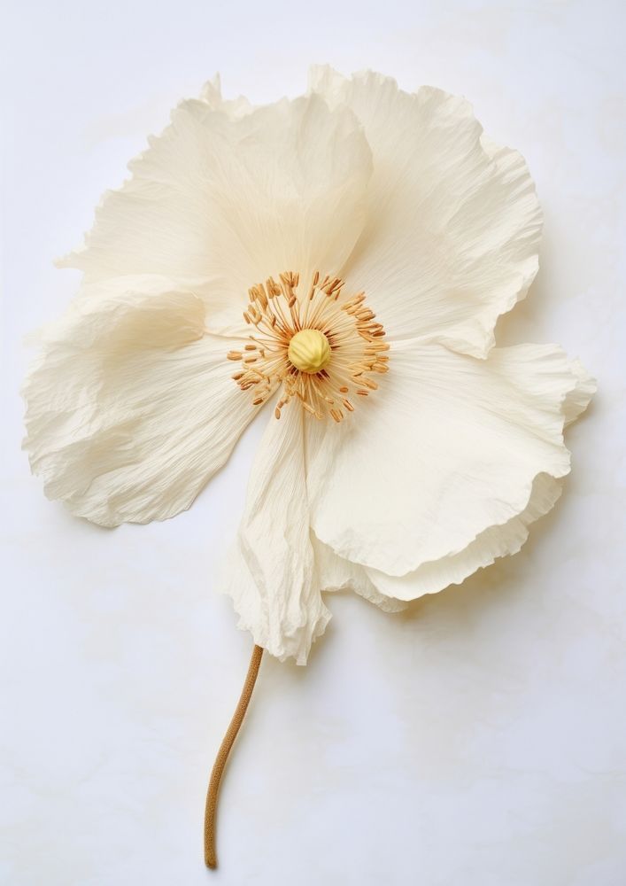 Delicate white flower art | Free Photo - rawpixel